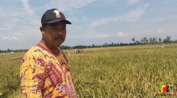 JEMPOLINDO.ID - Pupuk Subsidi Langka Petani Bangsalsari Gunakan Pupuk ... JEMPOLINDO.ID - Pupuk Subsidi Langka Petani Bangsalsari Gunakan Pupuk ...