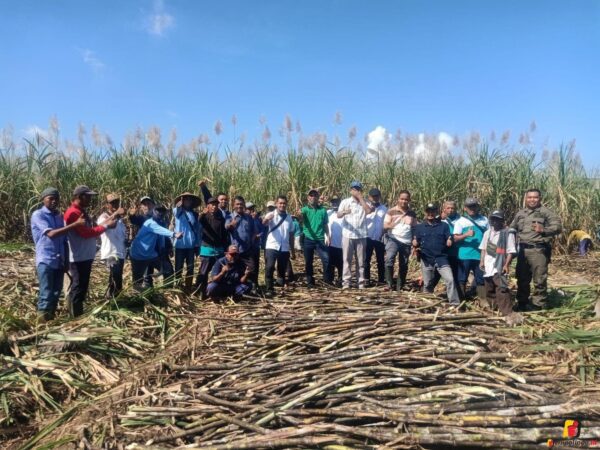 Musim Hujan Tebang Tebu PTPN 11 HGU Nogosari Jalan Terus